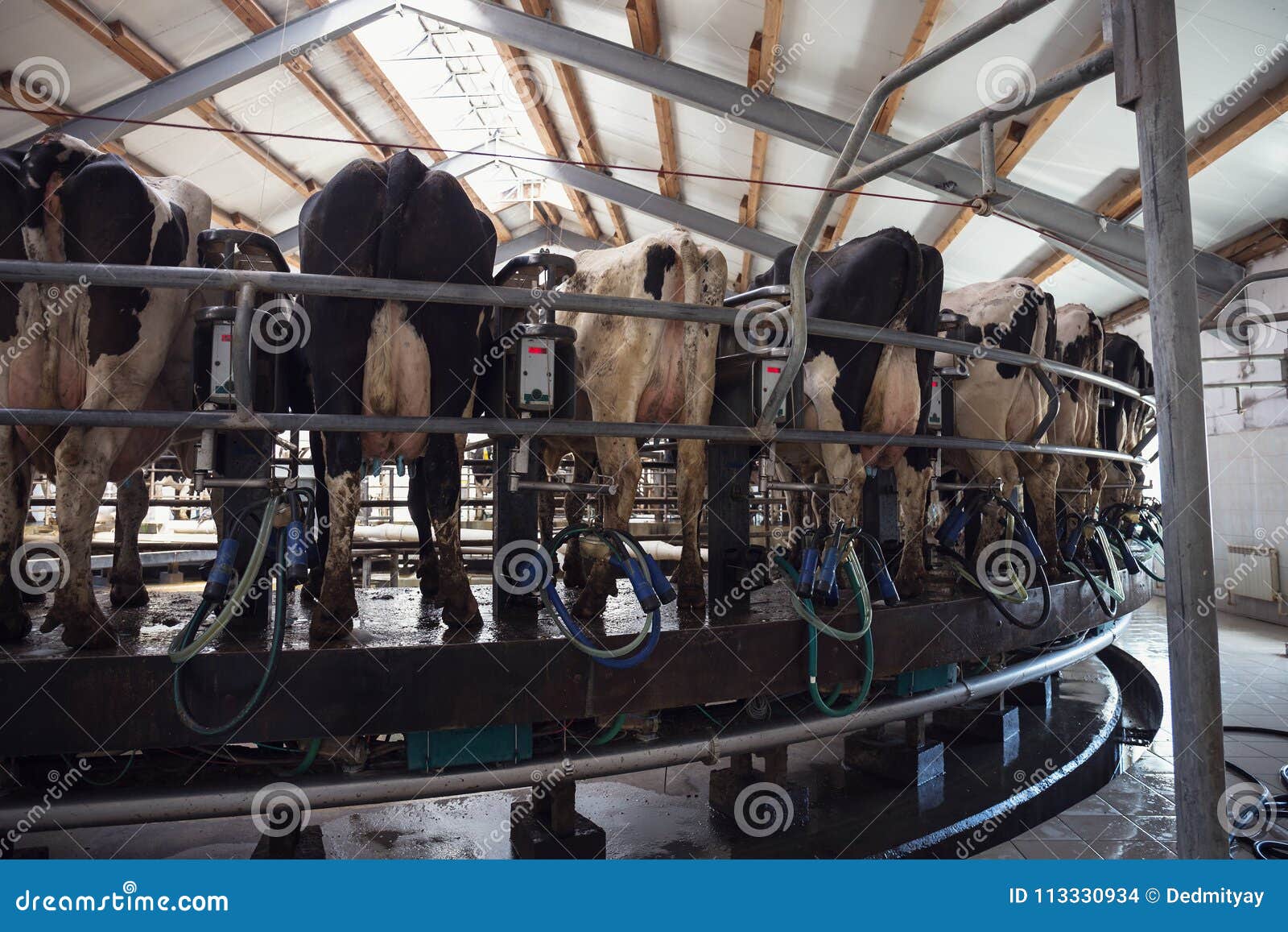 Carousel Milking Parlor for Cows, Milking Facility on Dairy Farm Stock ... Carousel Milking Parlor for Cows, Milking Facility on Dairy Farm Stock ...