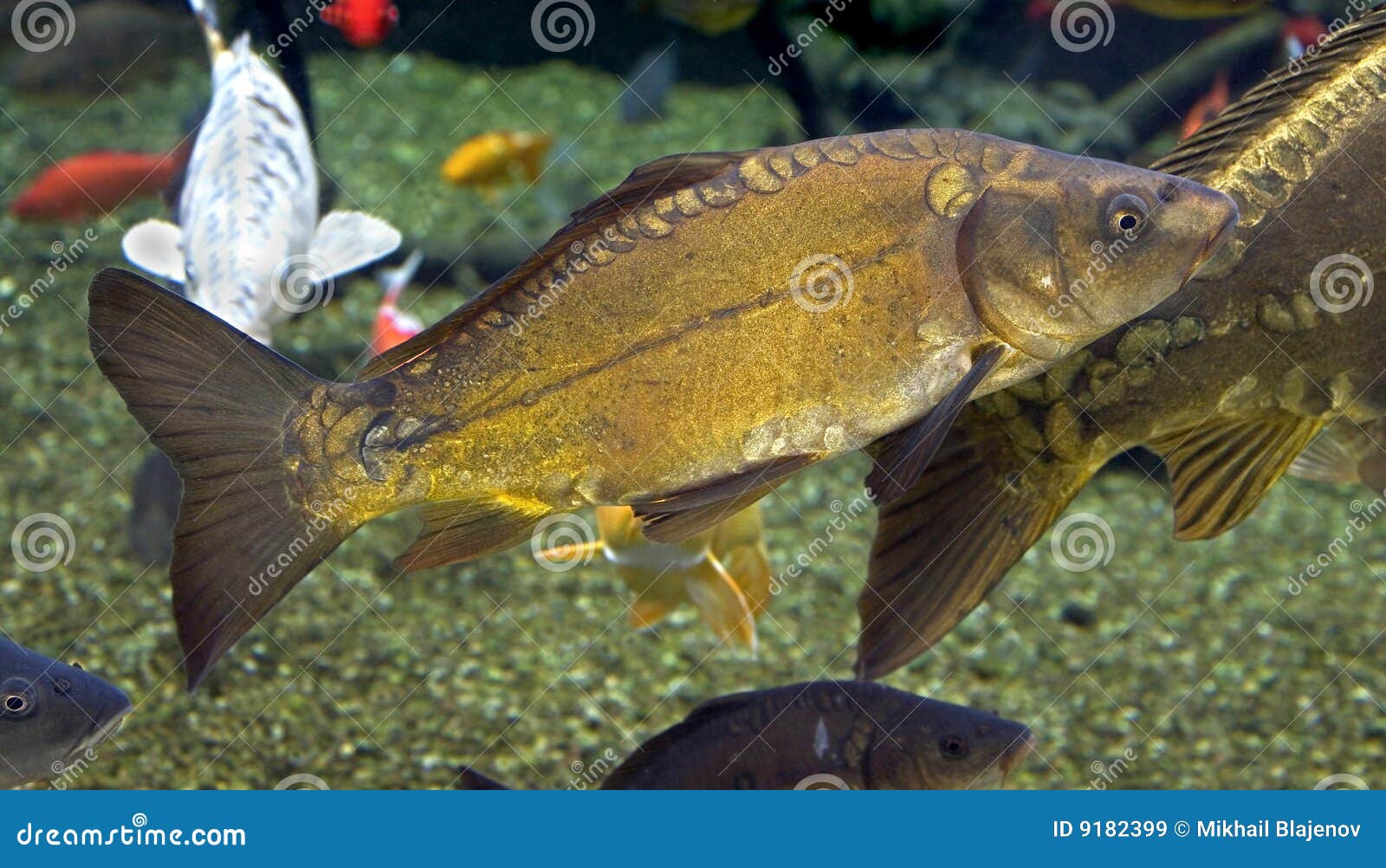 Carp 1 stock image. Image of life, nature, spotted, poikilothermic ...
