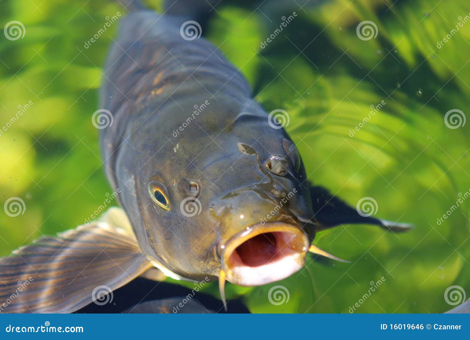 Carp stock photo. Image of nature, asian, yellow, wild - 16019646