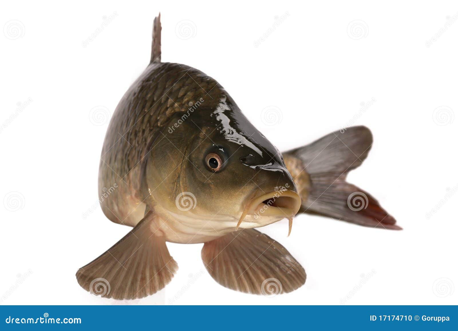 Koi Carp Fish Isolated. Side View Goldfish Decorative Crucian Carp ... Koi Carp Fish Isolated. Side View Goldfish Decorative Crucian Carp ...