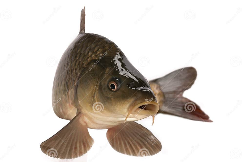 Carp stock photo. Image of head, nature, food, animal - 17174710
