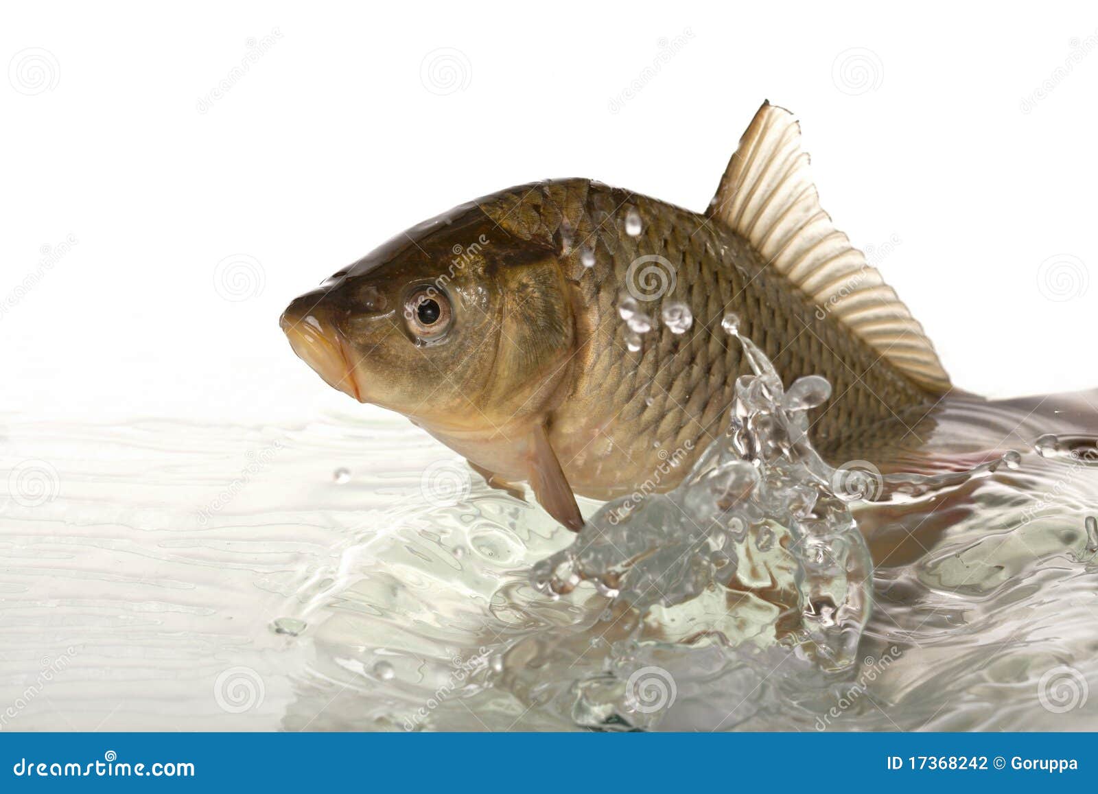 Carp stock photo. Image of animal, wave, reflection, healthy - 17368242