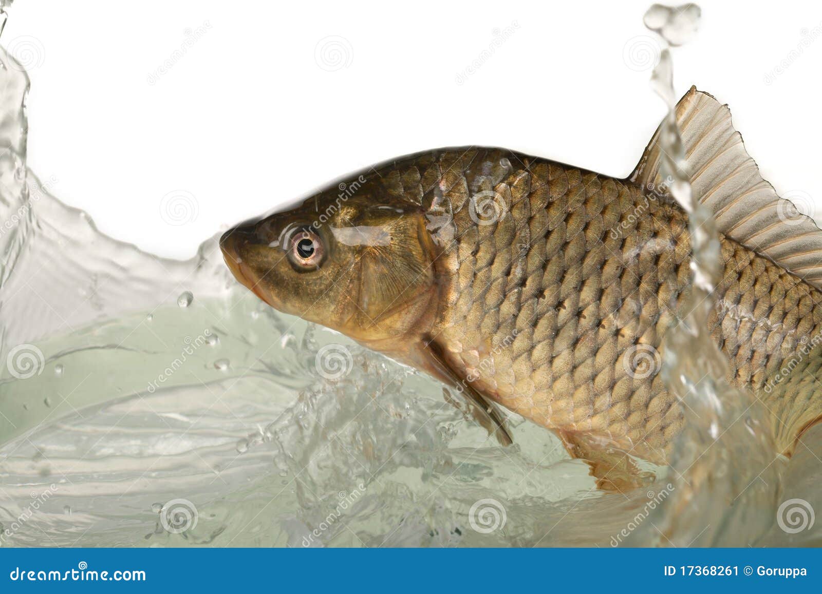 Carp stock image. Image of facial, fresh, seafood, food - 17368261