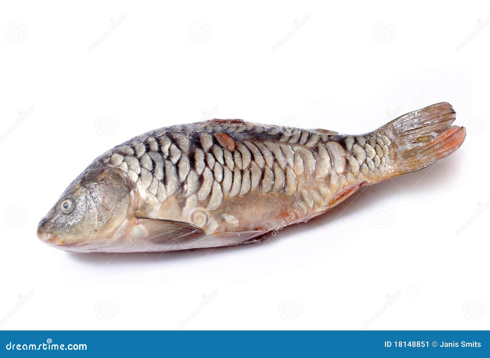 Carp. stock image. Image of nature, food, ingredient - 18148851