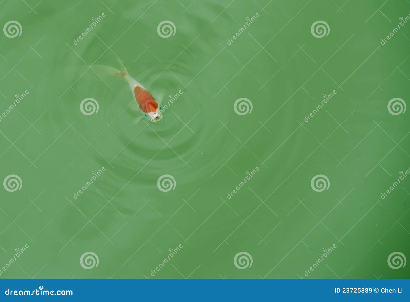 Carp stock image. Image of fish, white, natural, cute - 23725889