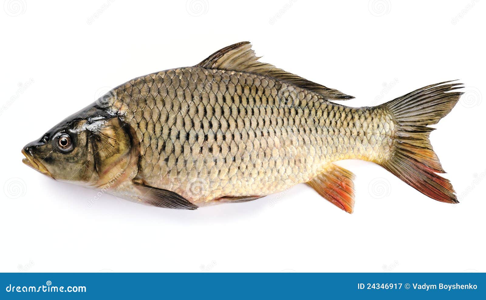 Carp Royalty Free Stock Photography - Image: 24346917