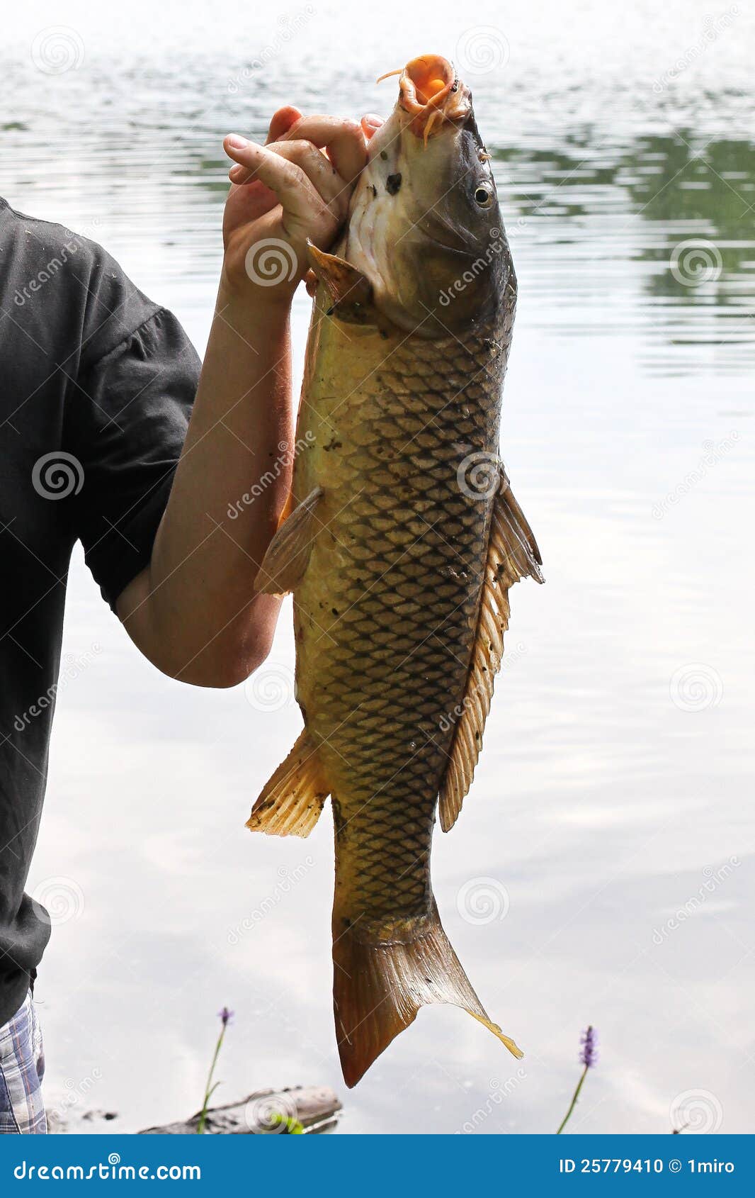 Carp stock photo. Image of water, food, freshwater, holding - 25779410