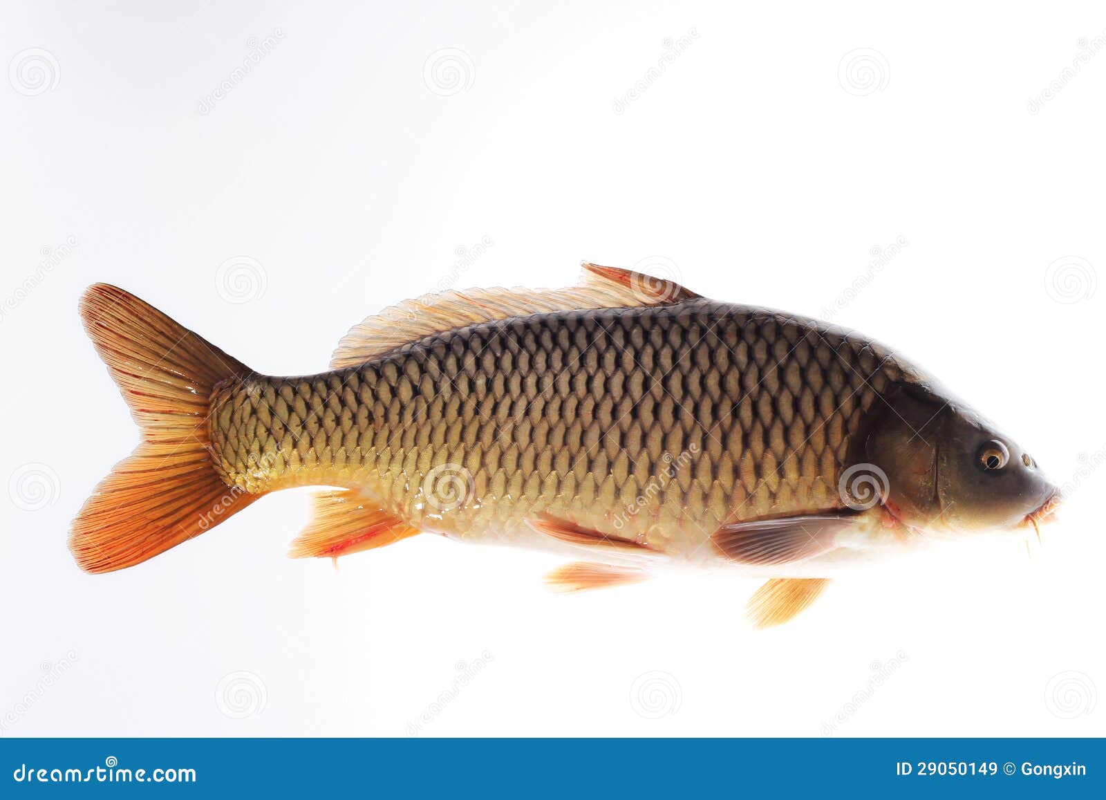 Carp stock image. Image of fish, aquatic, river, ingredients - 29050149