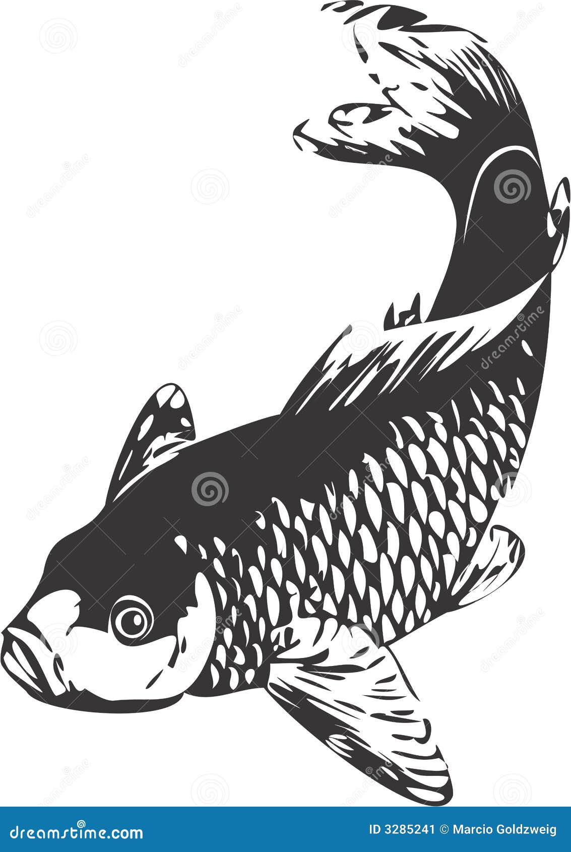 Carp stock illustration. Illustration of food, fishing - 3285241