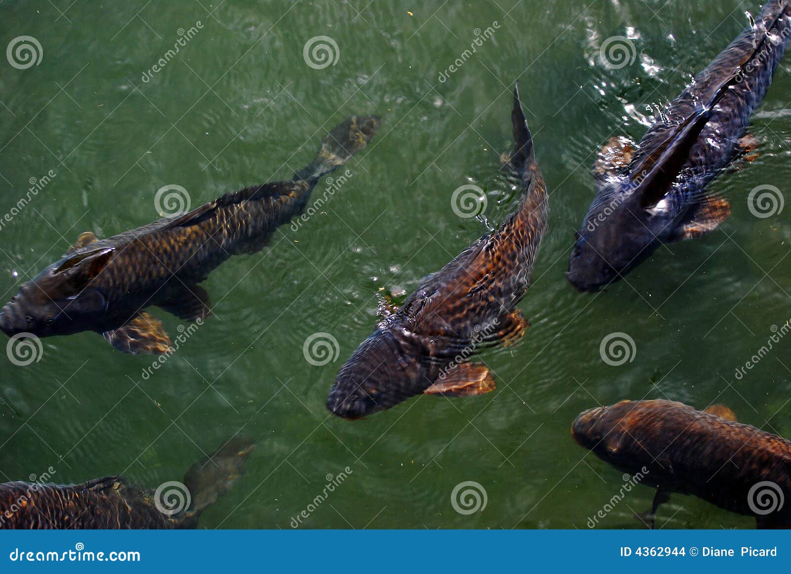 Carp stock photo. Image of seafood, fish, lawrence, splash - 4362944