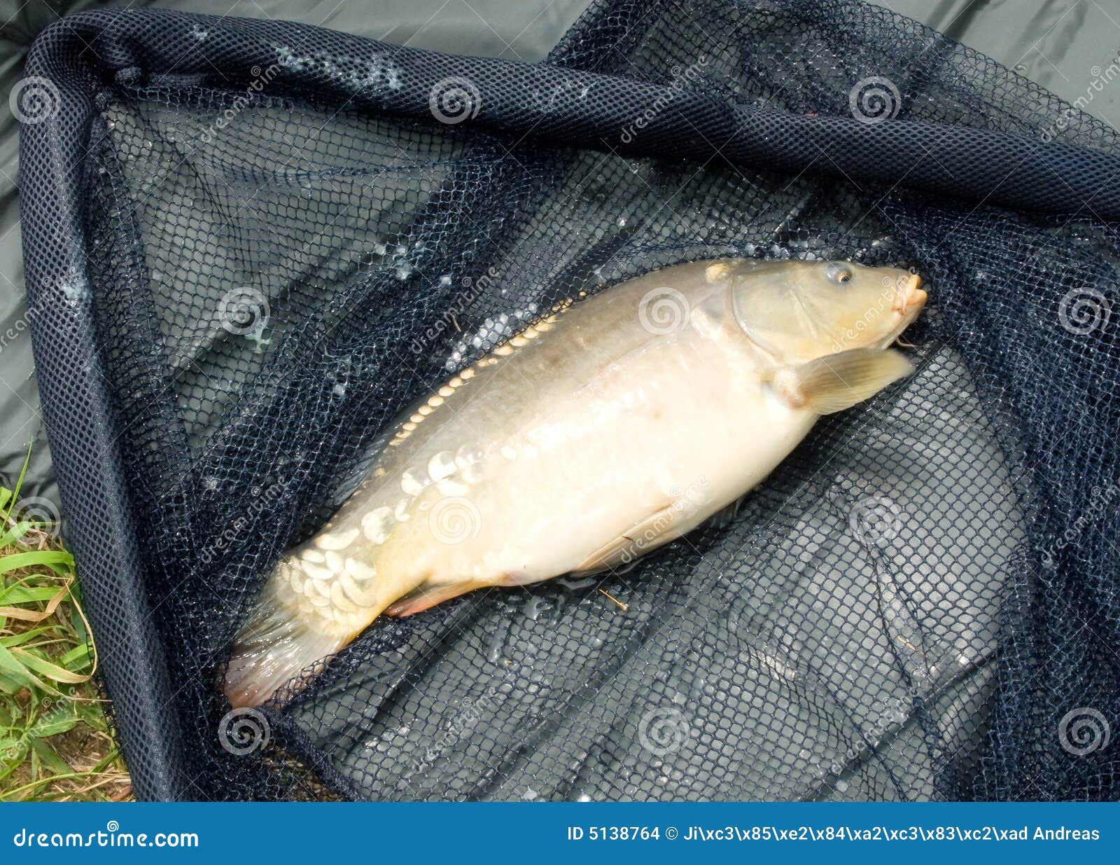 Carp stock photo. Image of animal, meat, carp, fish, czech - 5138764