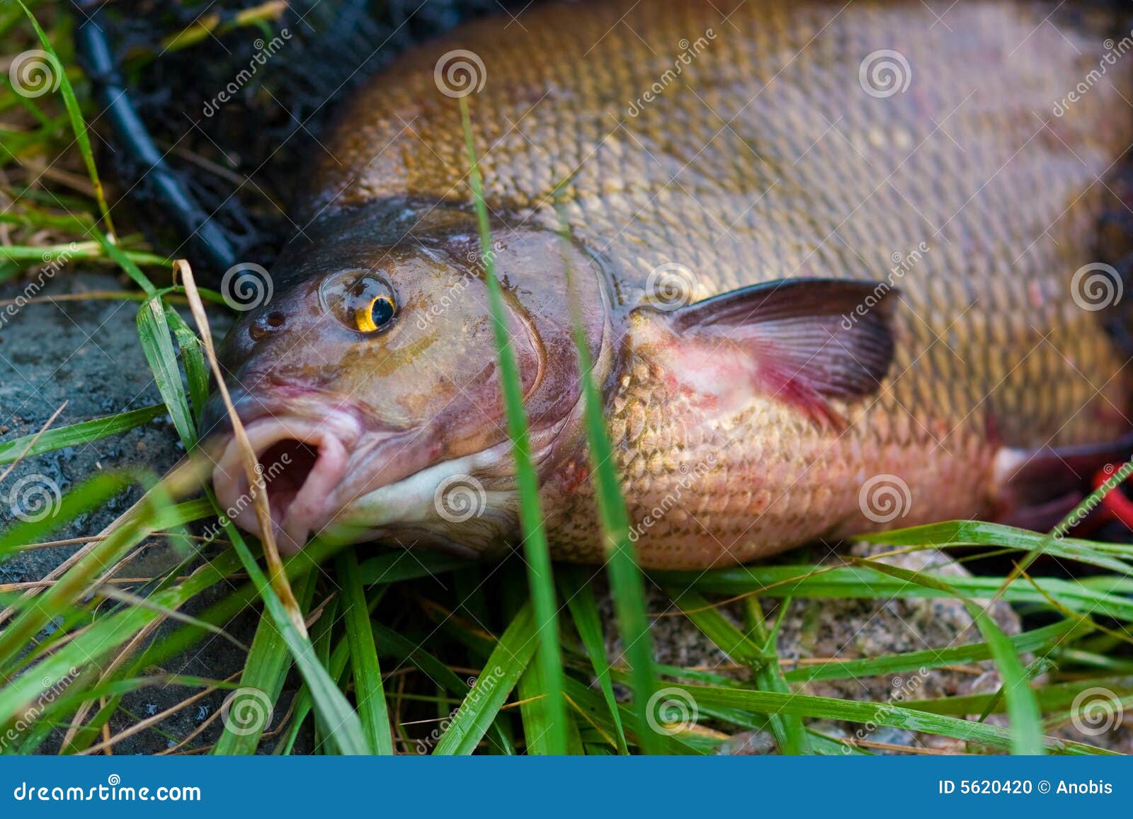 Carp stock photo. Image of delicious, meal, nature, goldfish - 5620420