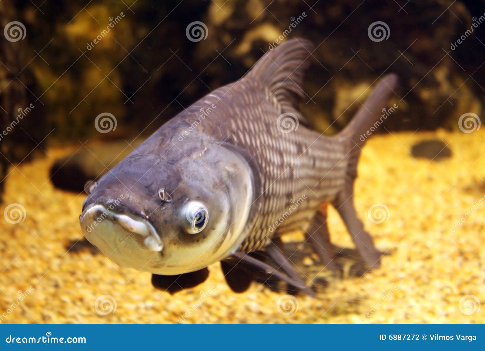 Carp stock photo. Image of lobster, nature, object, catfish - 6887272