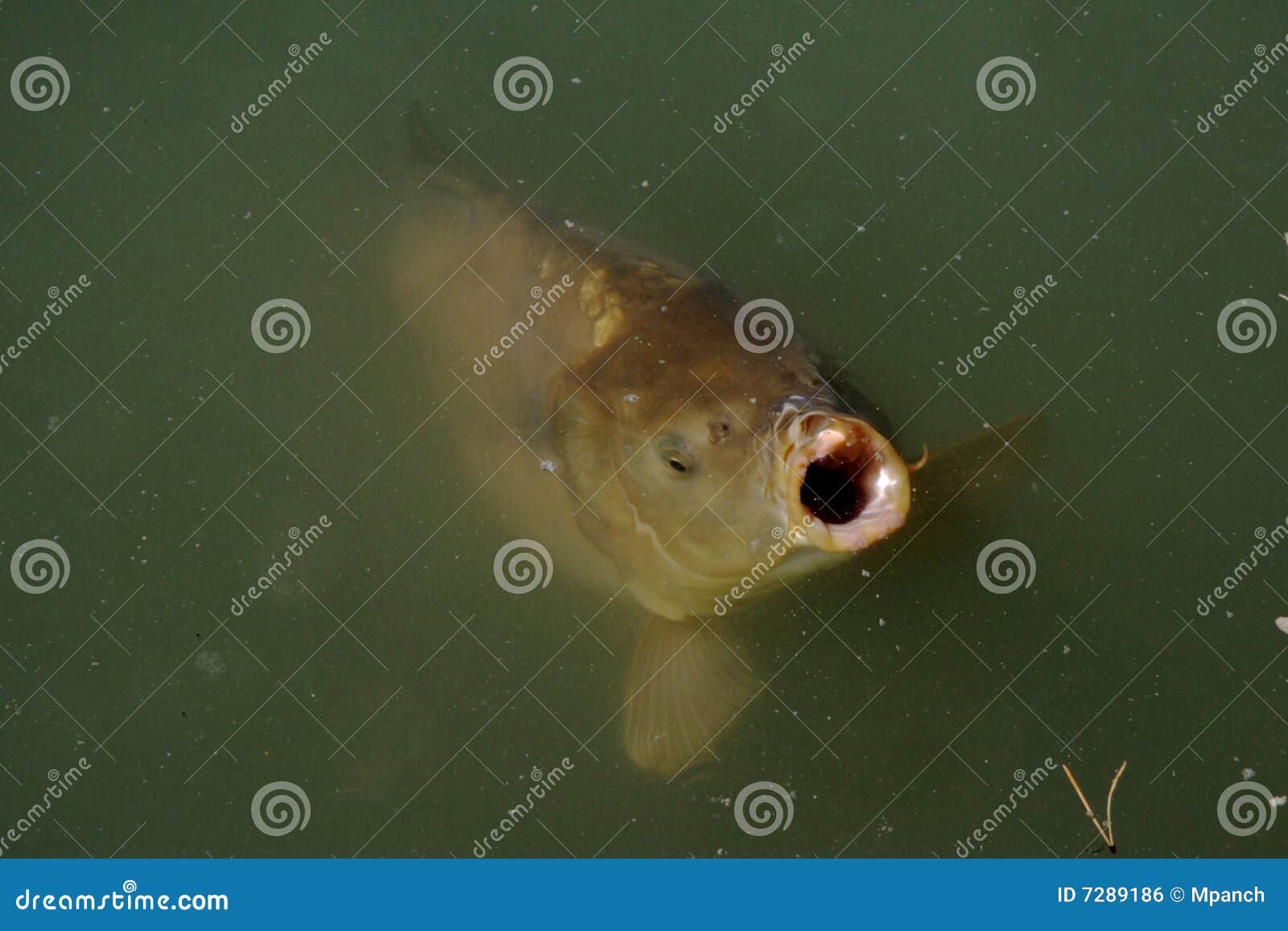 Carp stock photo. Image of ocean, aquatic, angling, lips - 7289186