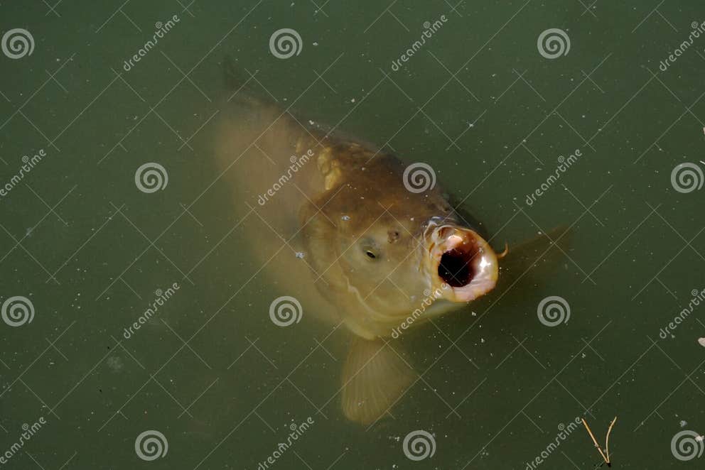 Carp stock photo. Image of ocean, aquatic, angling, lips - 7289186