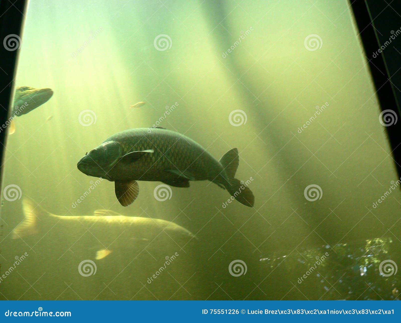 Carp in the aquarium stock photo. Image of common, christmas - 75551226