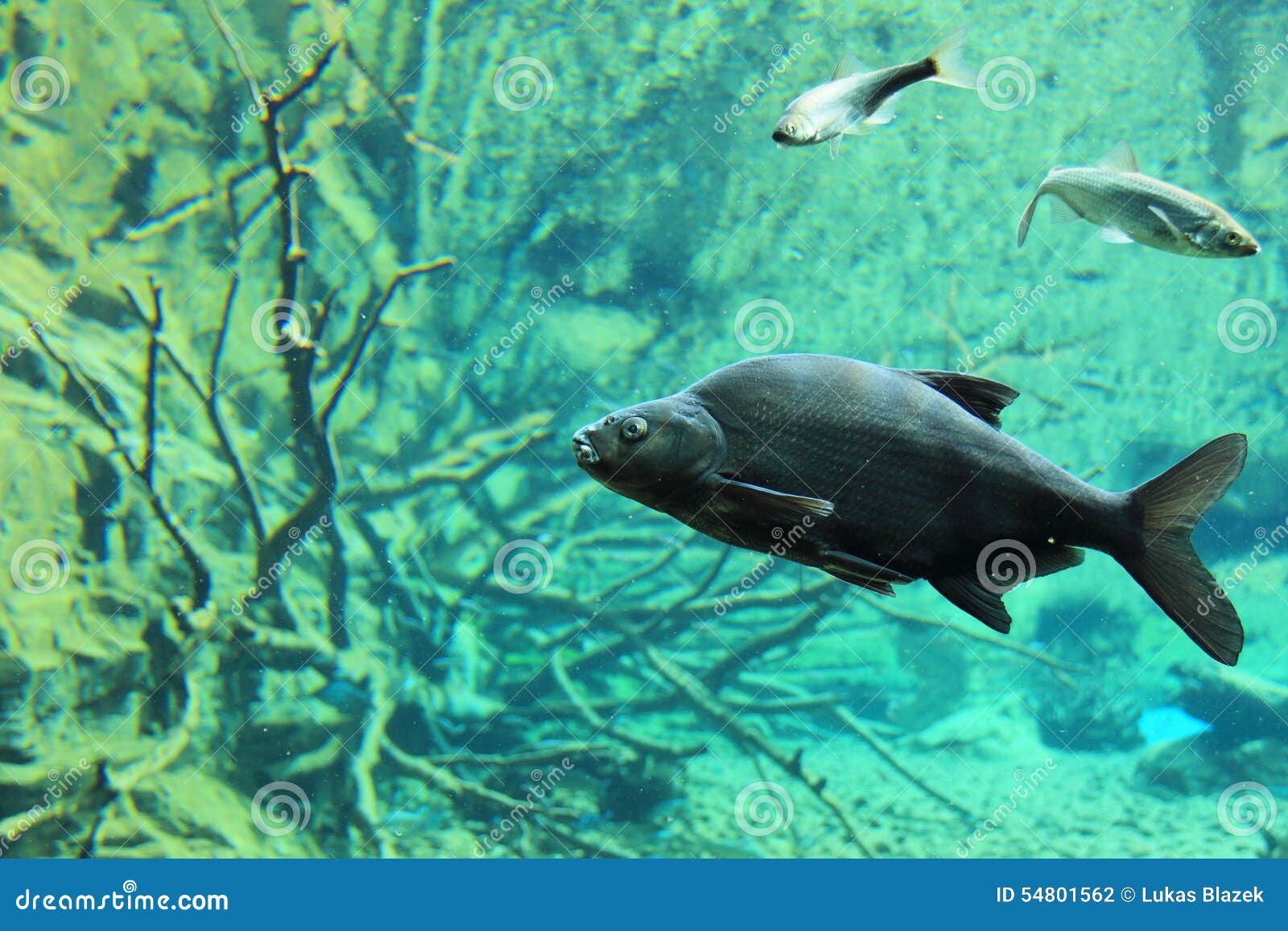 Carp bream stock photo. Image of fish, common, life, water - 54801562