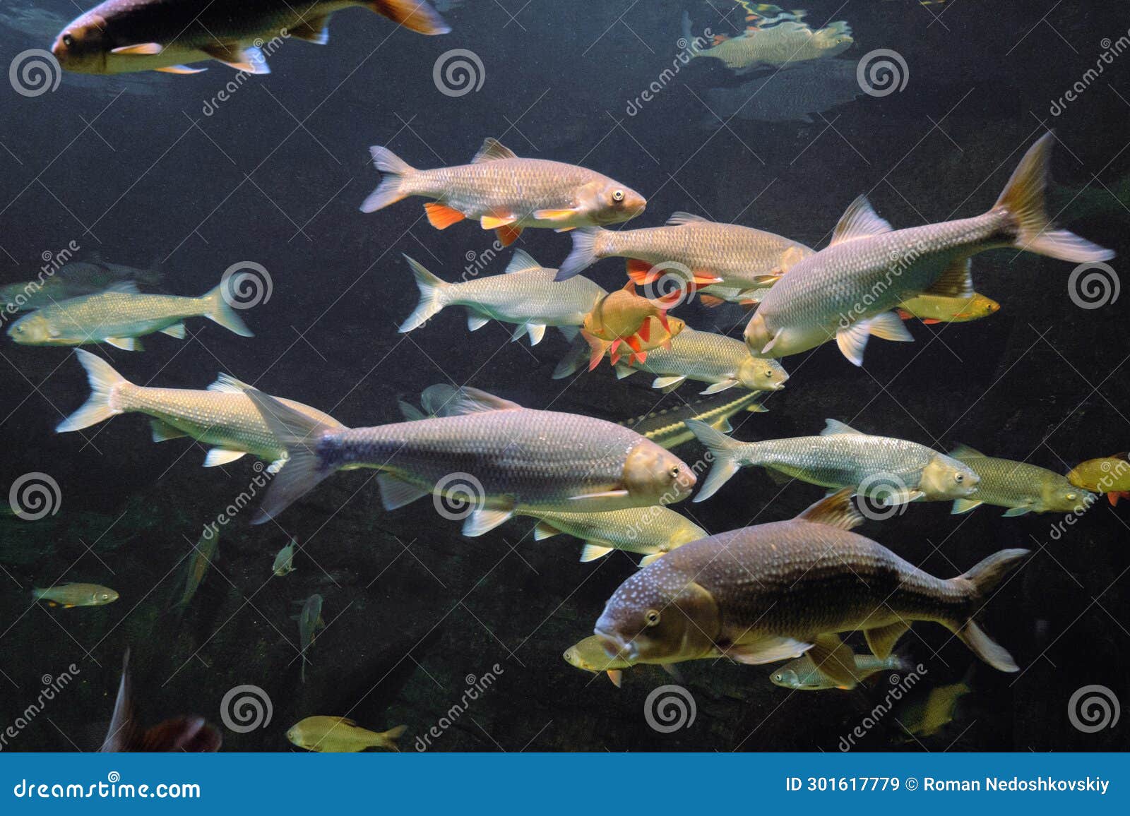 Carp, Chub and Rudd. Schools of Fish Swimming Underwater Stock Image ...