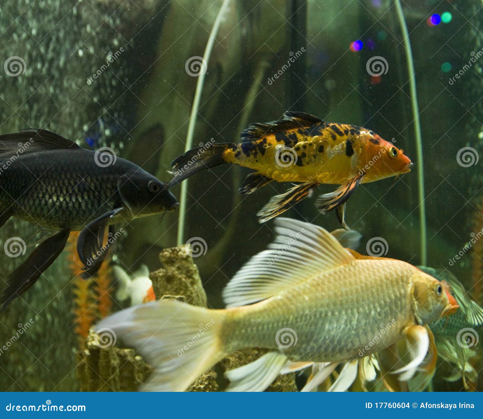 Carp Coi (cyprinus Carpio Linnacus) Stock Photo - Image of aquarium ...