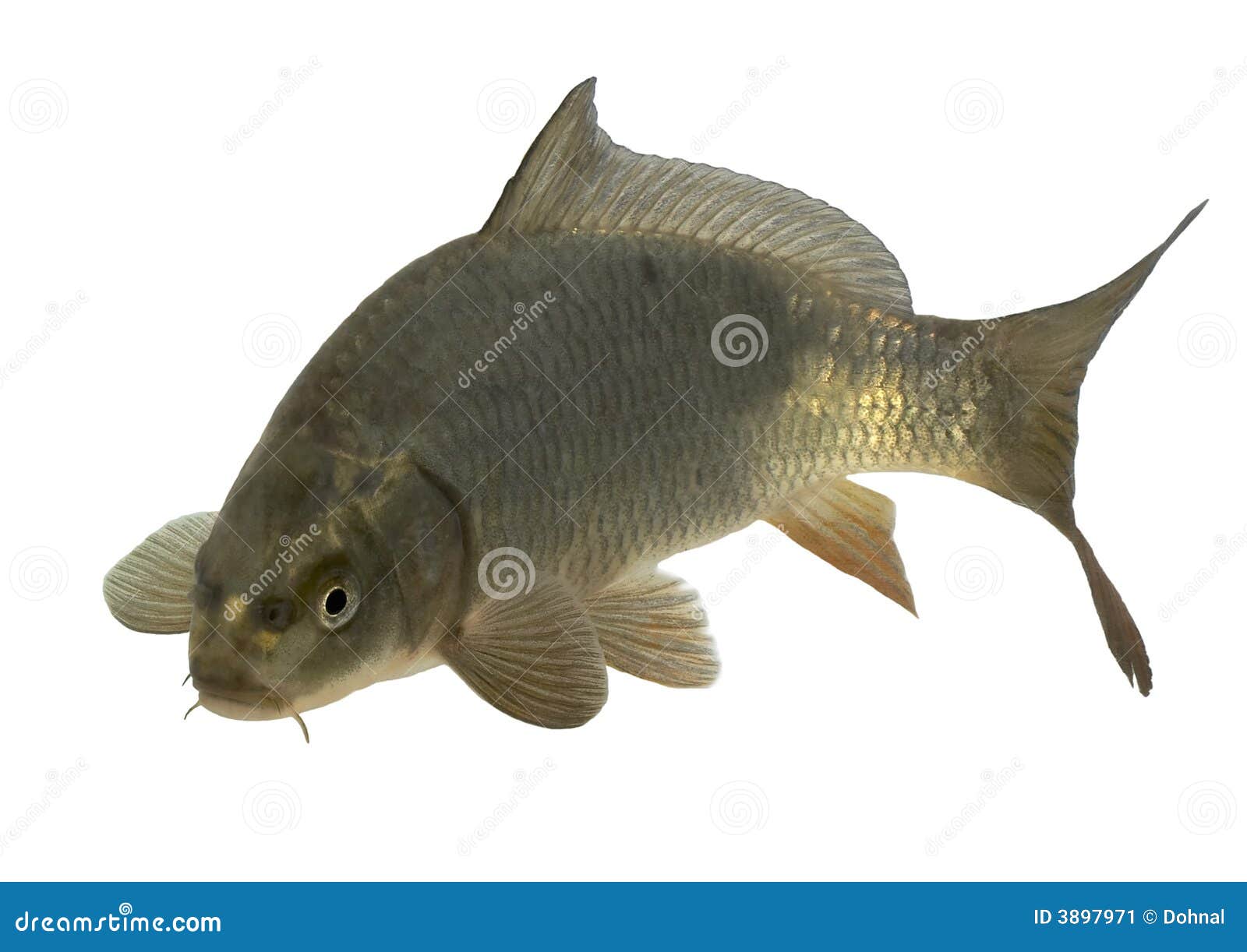 Carp cross with koi fish stock image. Image of healthy - 3897971