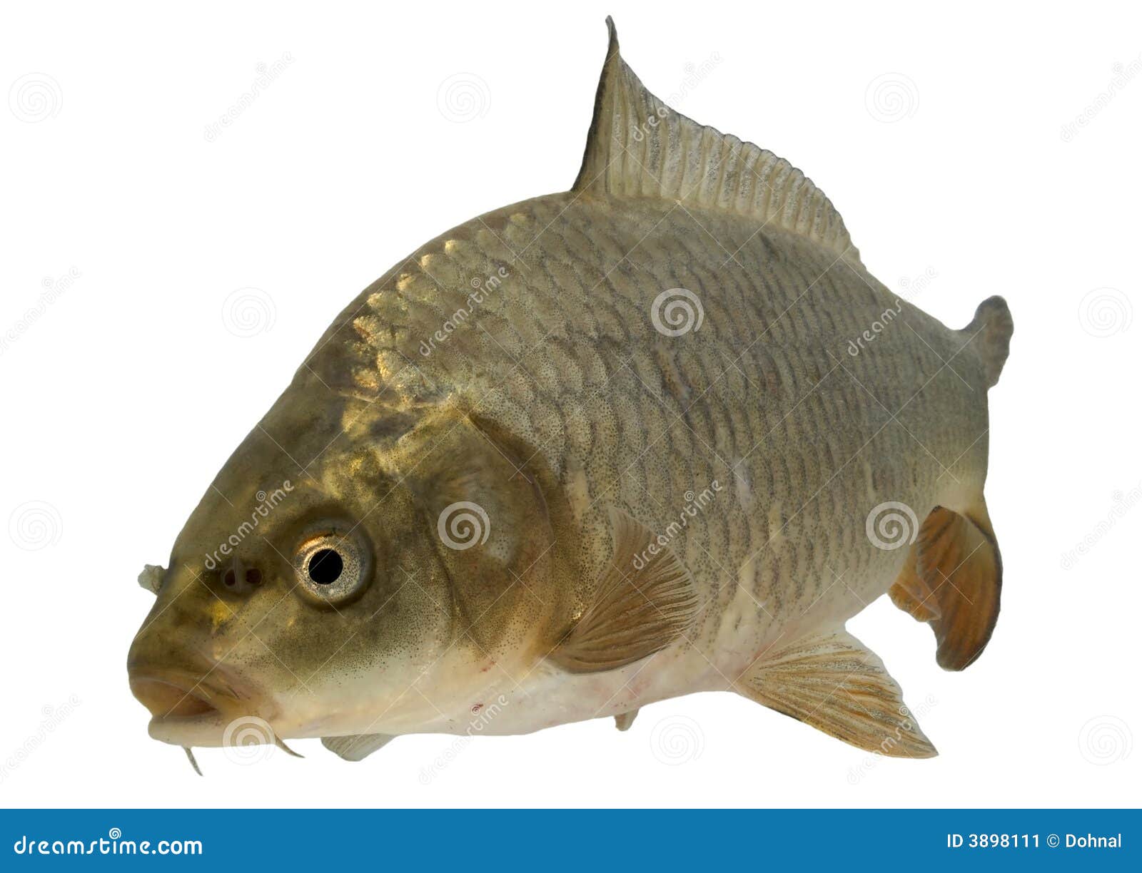 Carp cross with koi fish stock image. Image of cross, fishing - 3898111