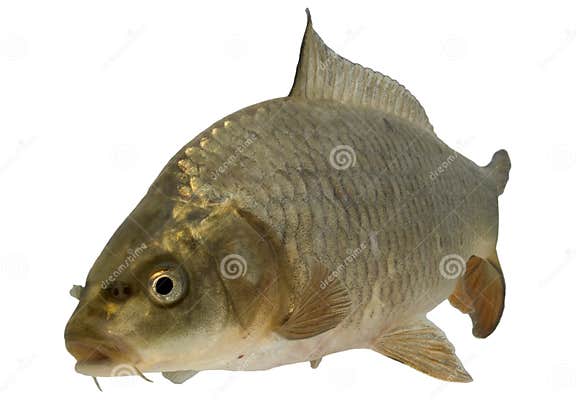 Carp cross with koi fish stock image. Image of cross, fishing - 3898111