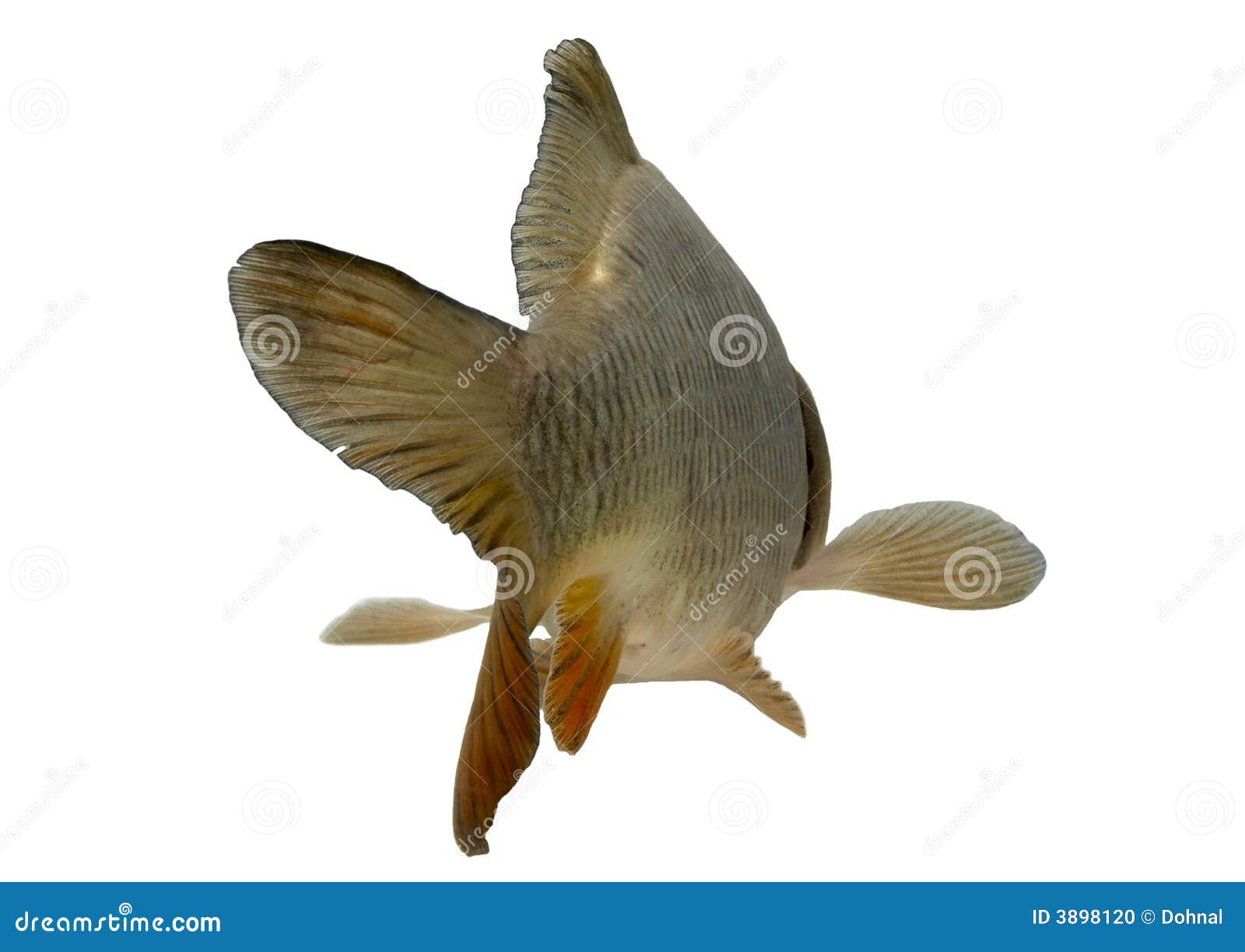Carp Cross With Koi Fish Picture. Image: 3898120