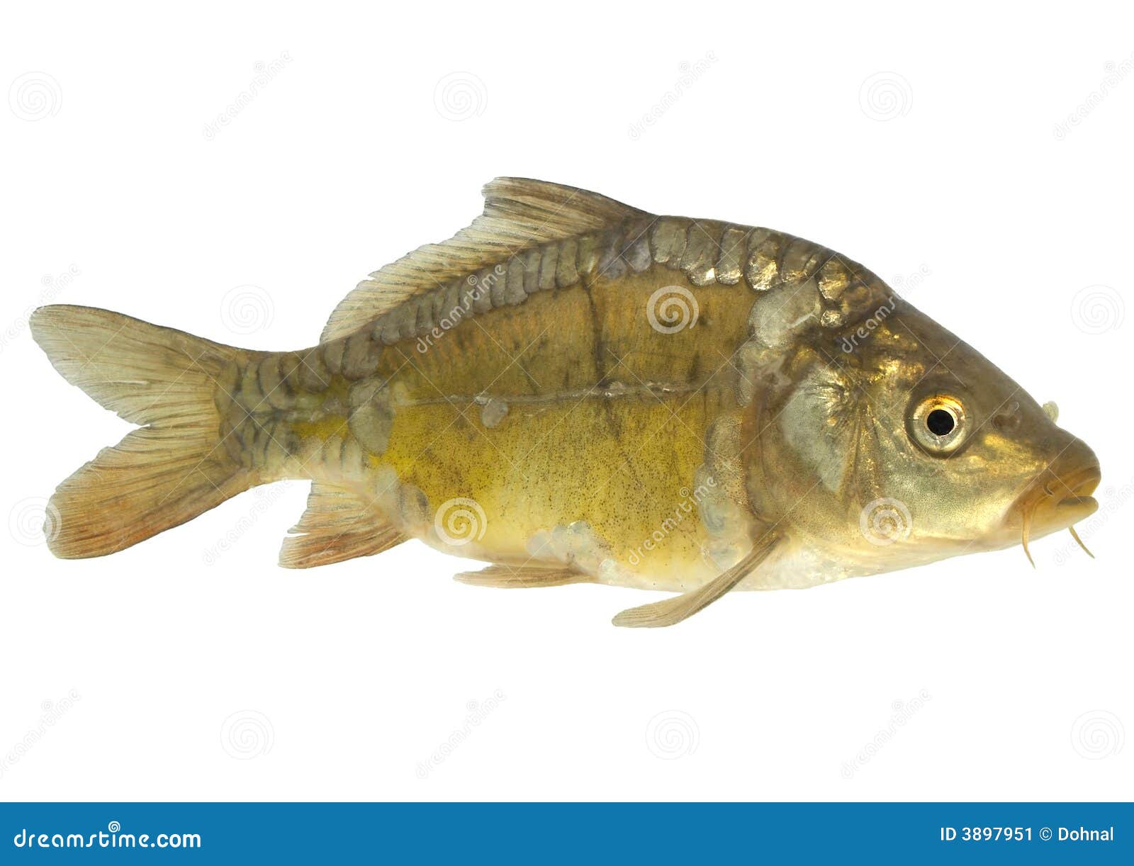Carp (Cyprinus Carpio) - Isolated Stock Image - Image of cyprinus ...