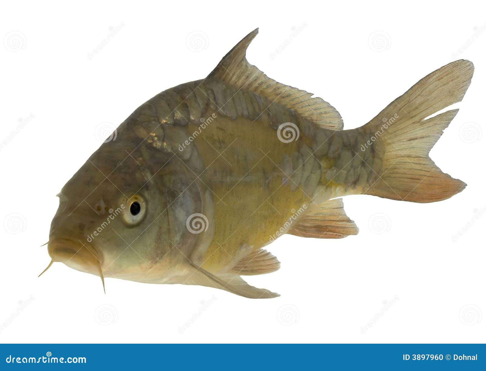 Carp (Cyprinus Carpio) - Isolated Stock Photo - Image of eating, animal ...