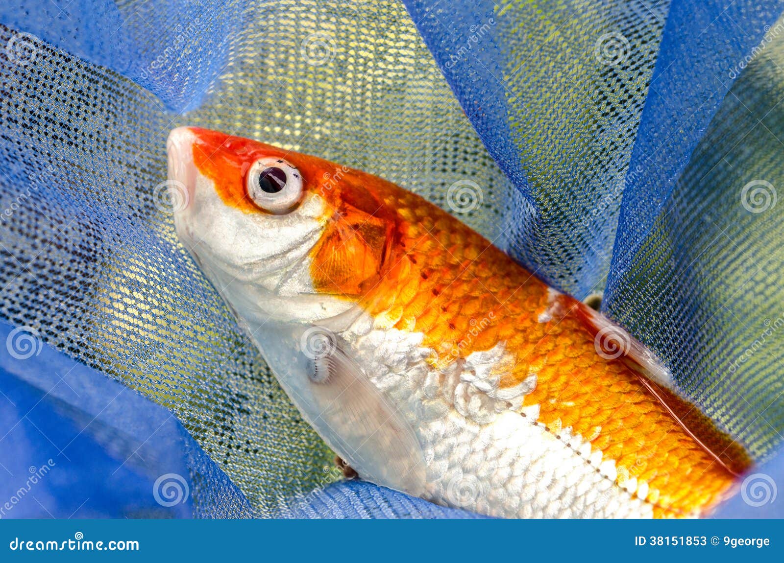 Carp : dead fish stock image. Image of dead, copy, tropical - 38151853