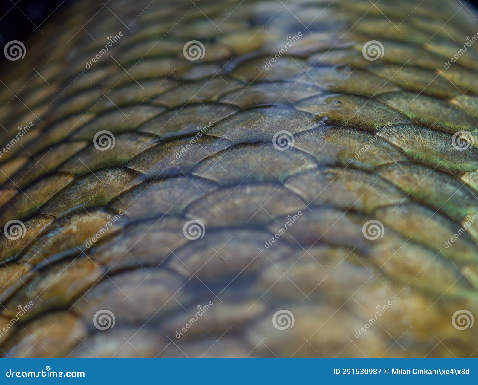 Carp stock image. Image of water, green, nature, detail - 291530987