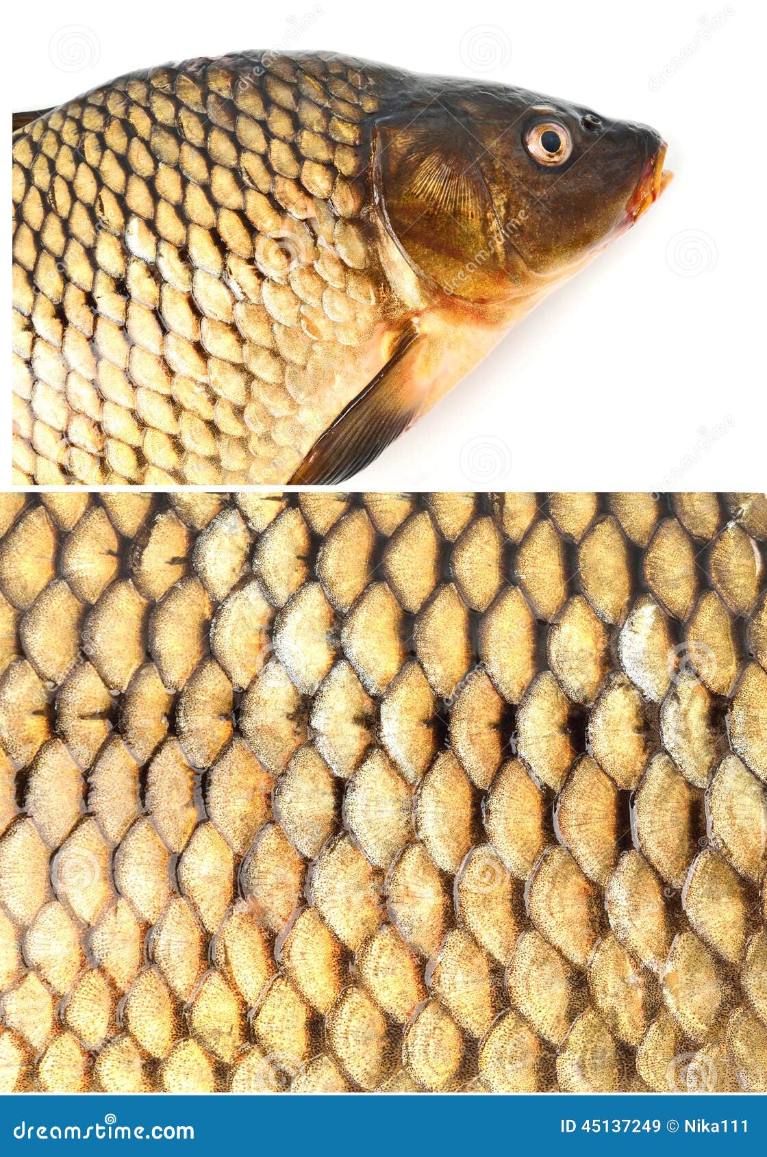 Carp dietary fish, squama stock image. Image of ingredient - 45137249