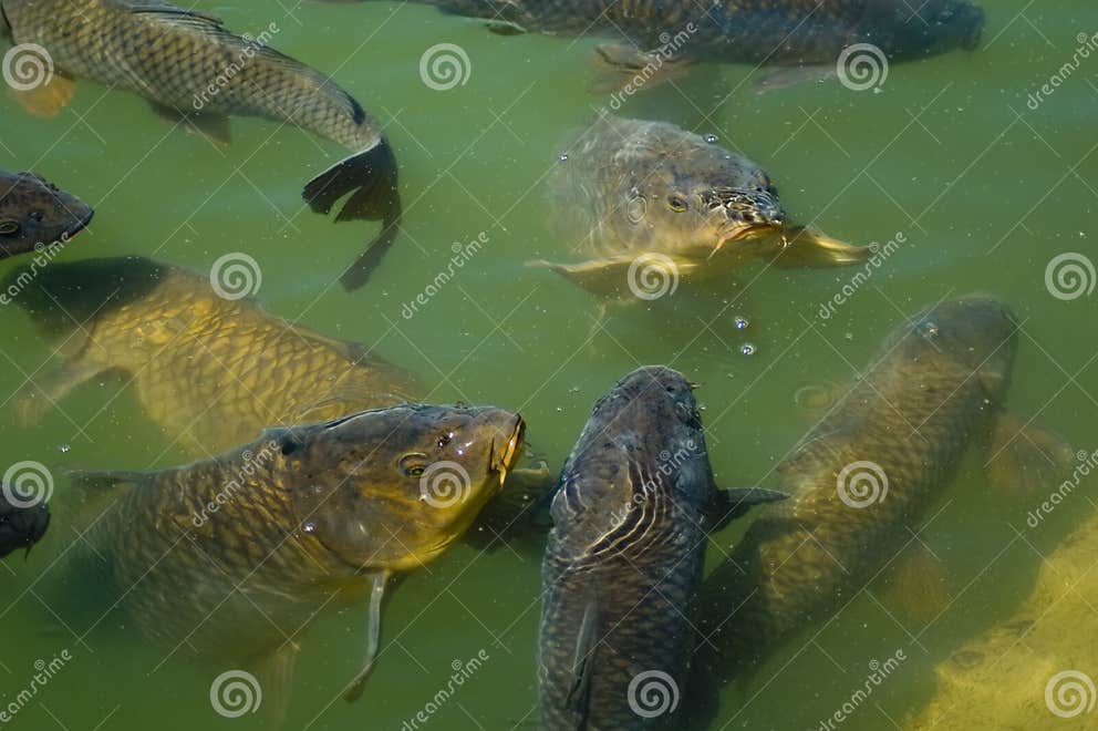 Carp Feeding stock photo. Image of common, cyprinus, carp - 726342