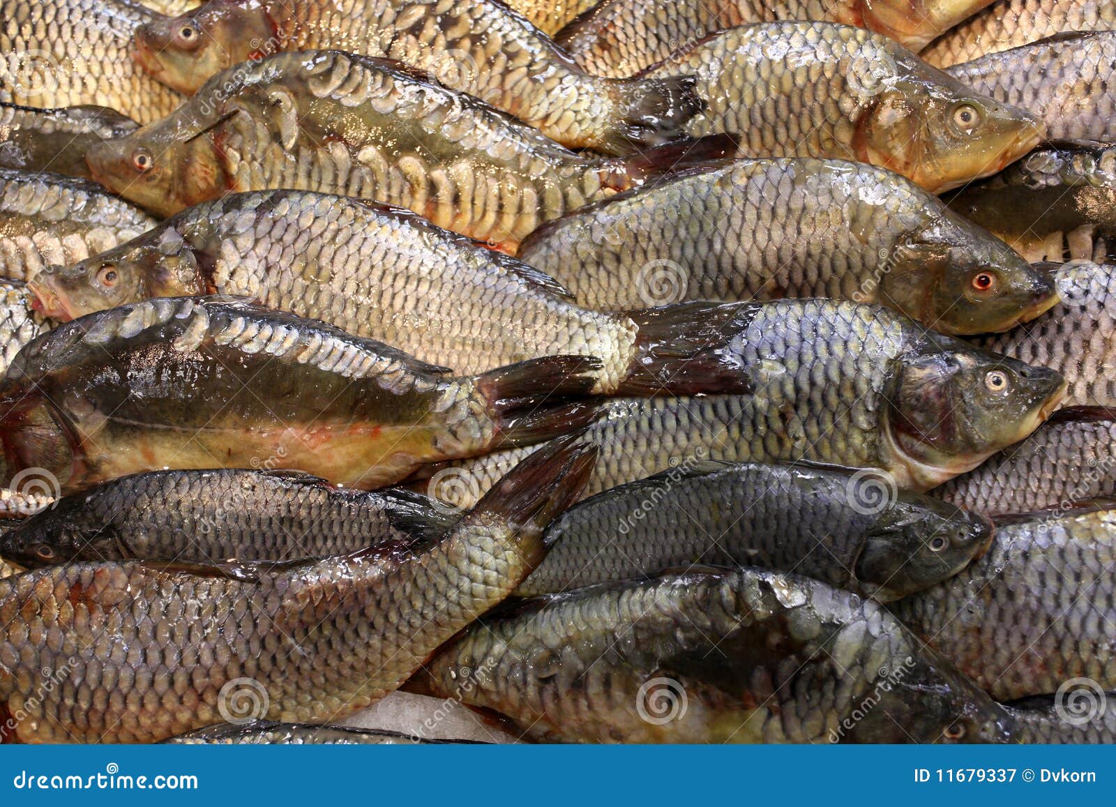 Carp fish stock image. Image of ocean, carp, scoop, department - 11679337