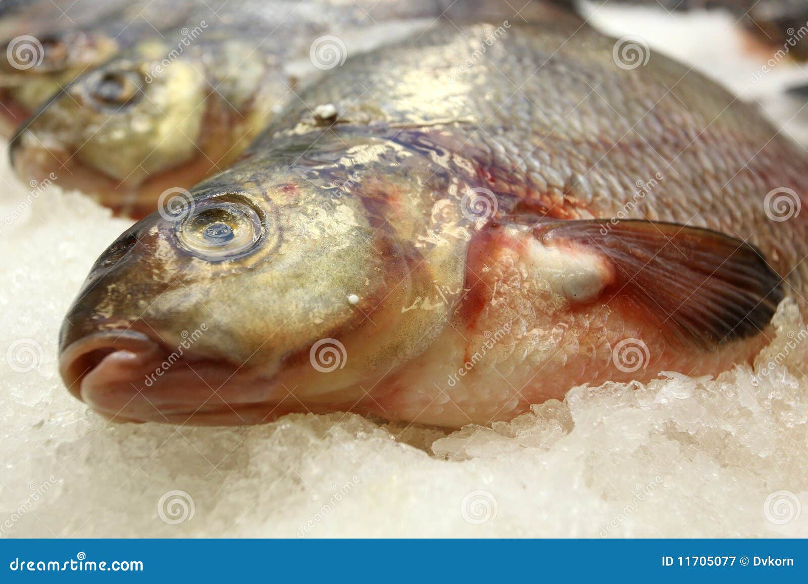 Carp fish stock image. Image of seafood, carp, ocean - 11705077