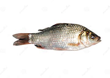 Carp fish stock photo. Image of delicious, dinner, japanese - 13160108