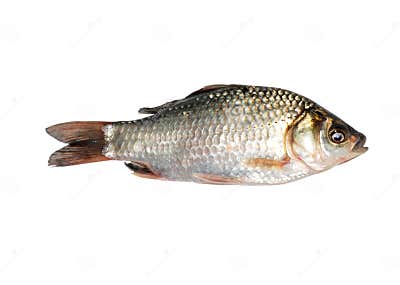 Carp fish stock photo. Image of delicious, dinner, japanese - 13160108