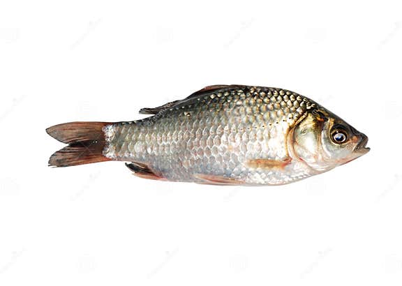 Carp fish stock photo. Image of delicious, dinner, japanese - 13160108
