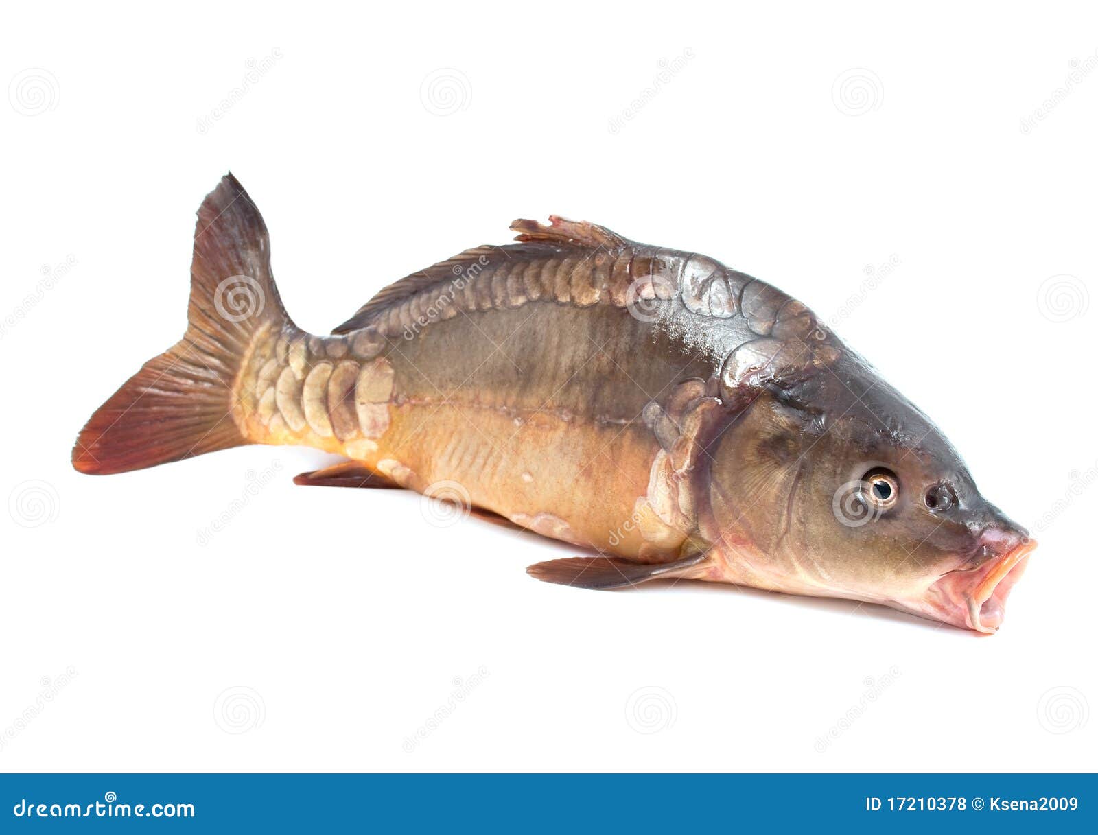 Carp fish stock photo. Image of meat, freshness, object - 17210378