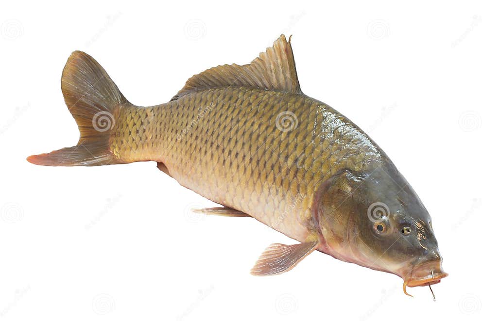 Carp fish stock photo. Image of river, closeup, dinner - 28747786