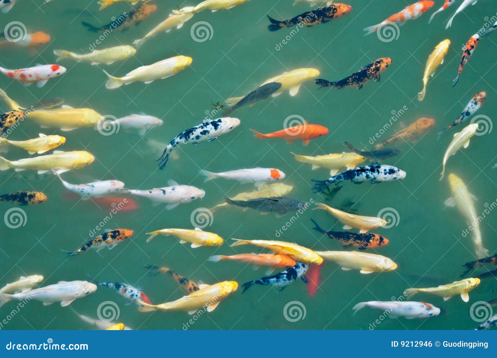 Carp fish stock photo. Image of wildlife, abstract, goldfish - 9212946