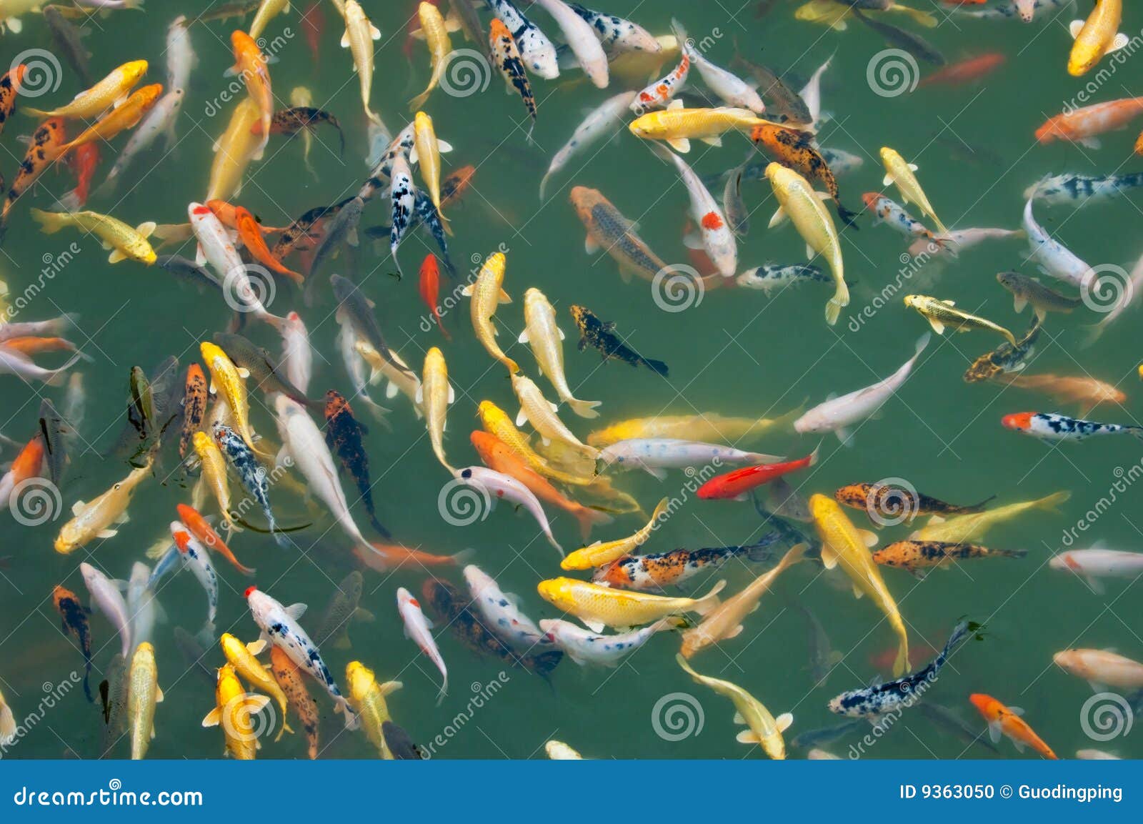Carp fish stock photo. Image of carp, lake, color, nature - 9363050