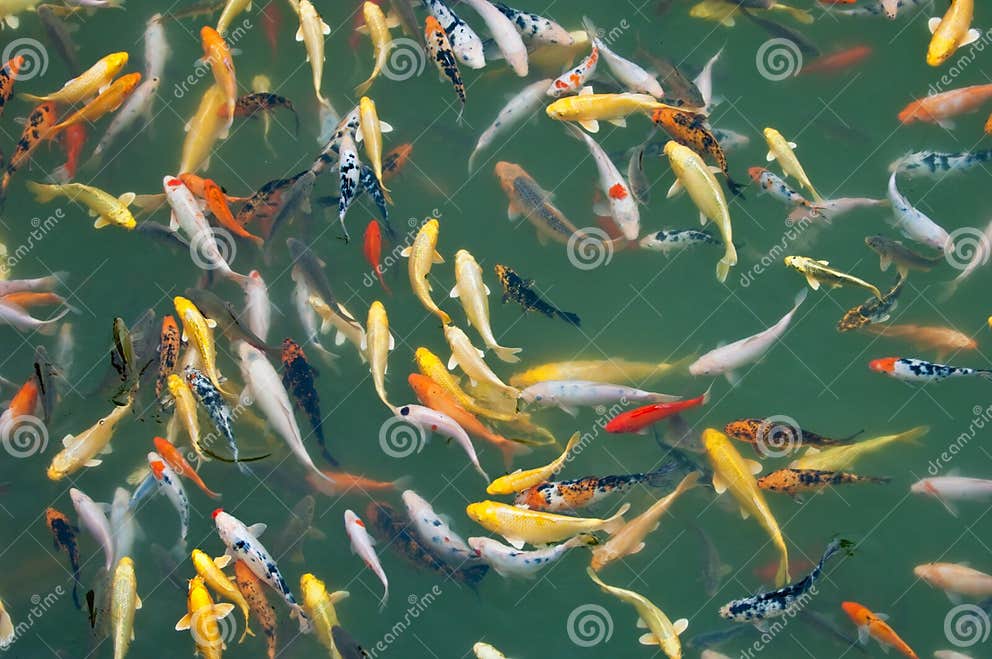 Carp fish stock photo. Image of carp, lake, color, nature - 9363050