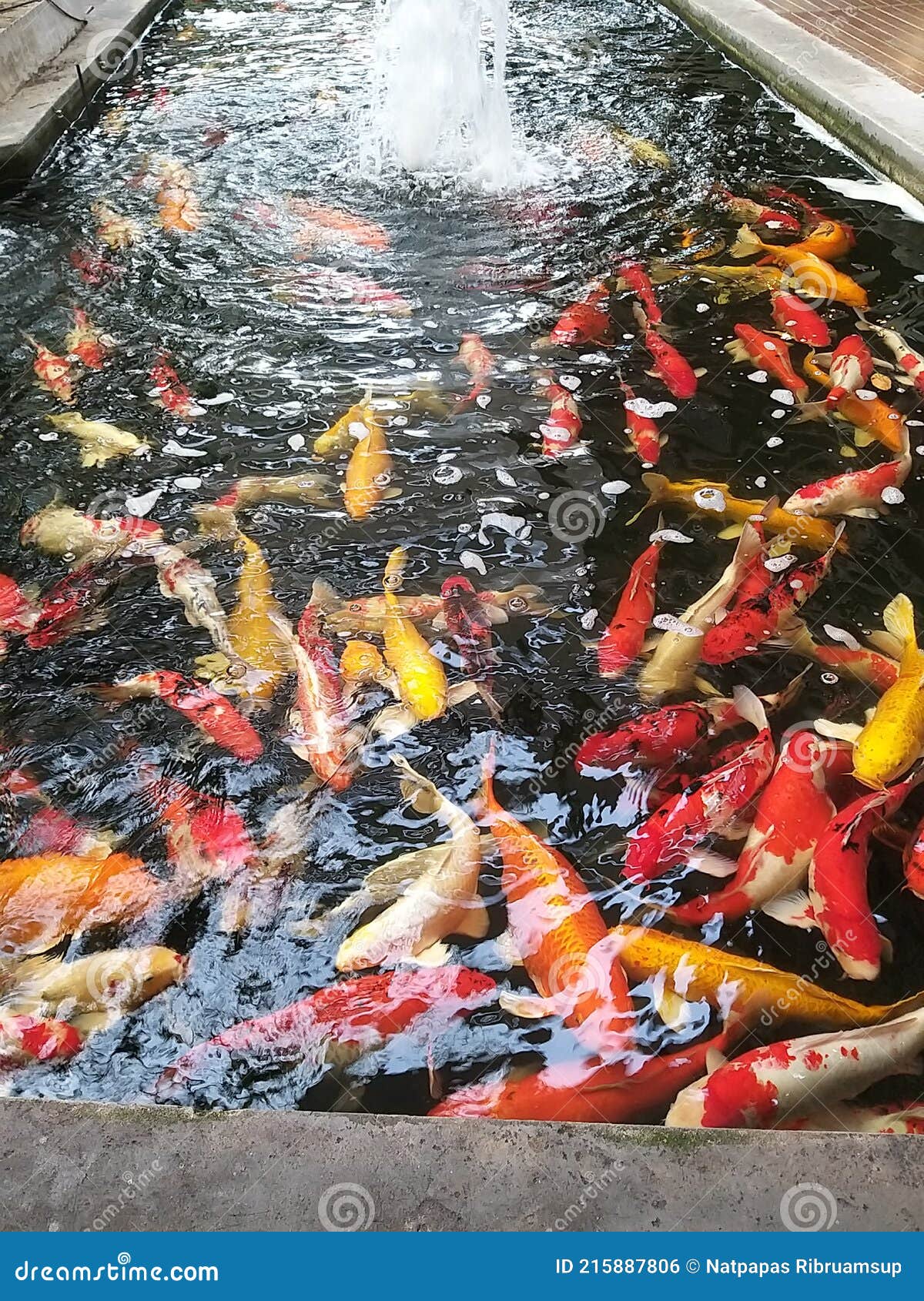 Carp fish aquarium stock photo. Image of leaf, aquarium - 215887806