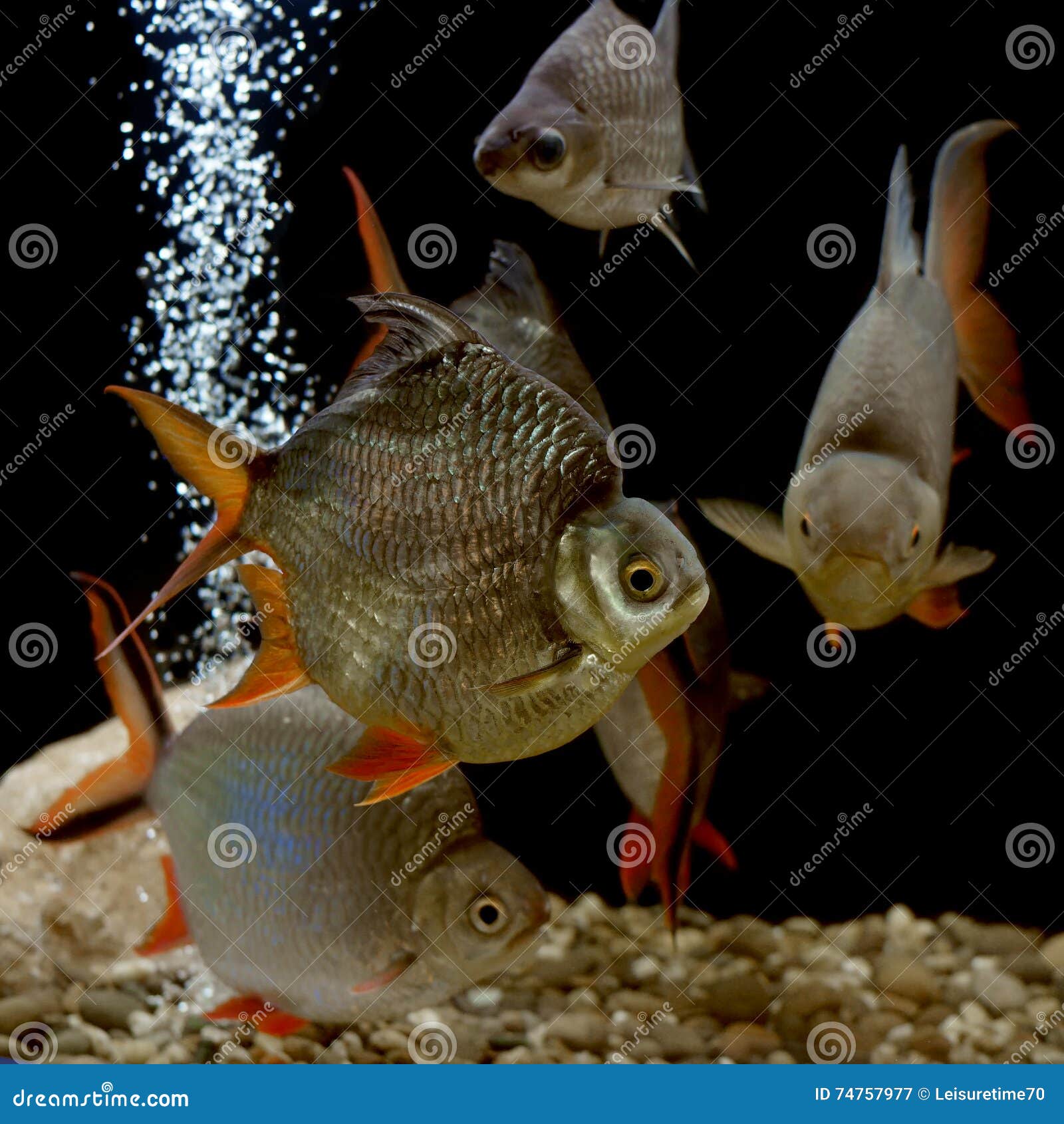 Carp fish in the aquarium stock image. Image of freedom - 74757977