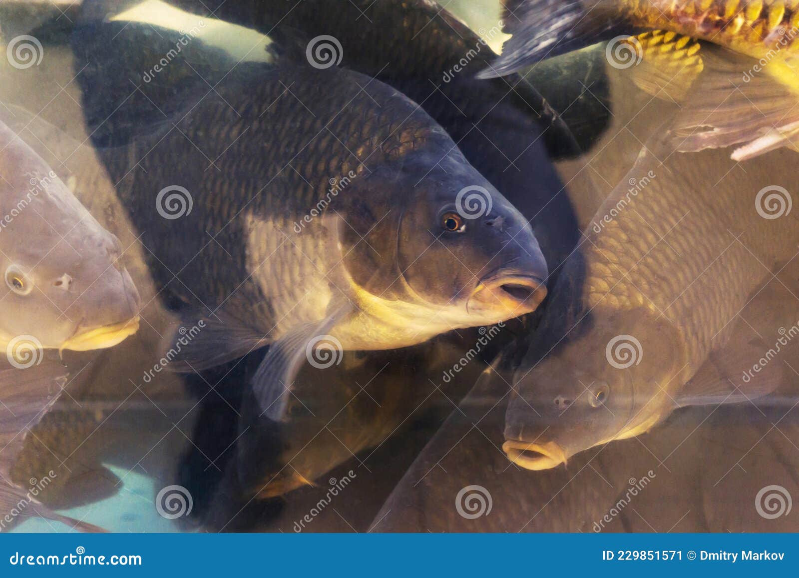 Carp Fish in the Aquarium. Fish Products Store Stock Image - Image of ...