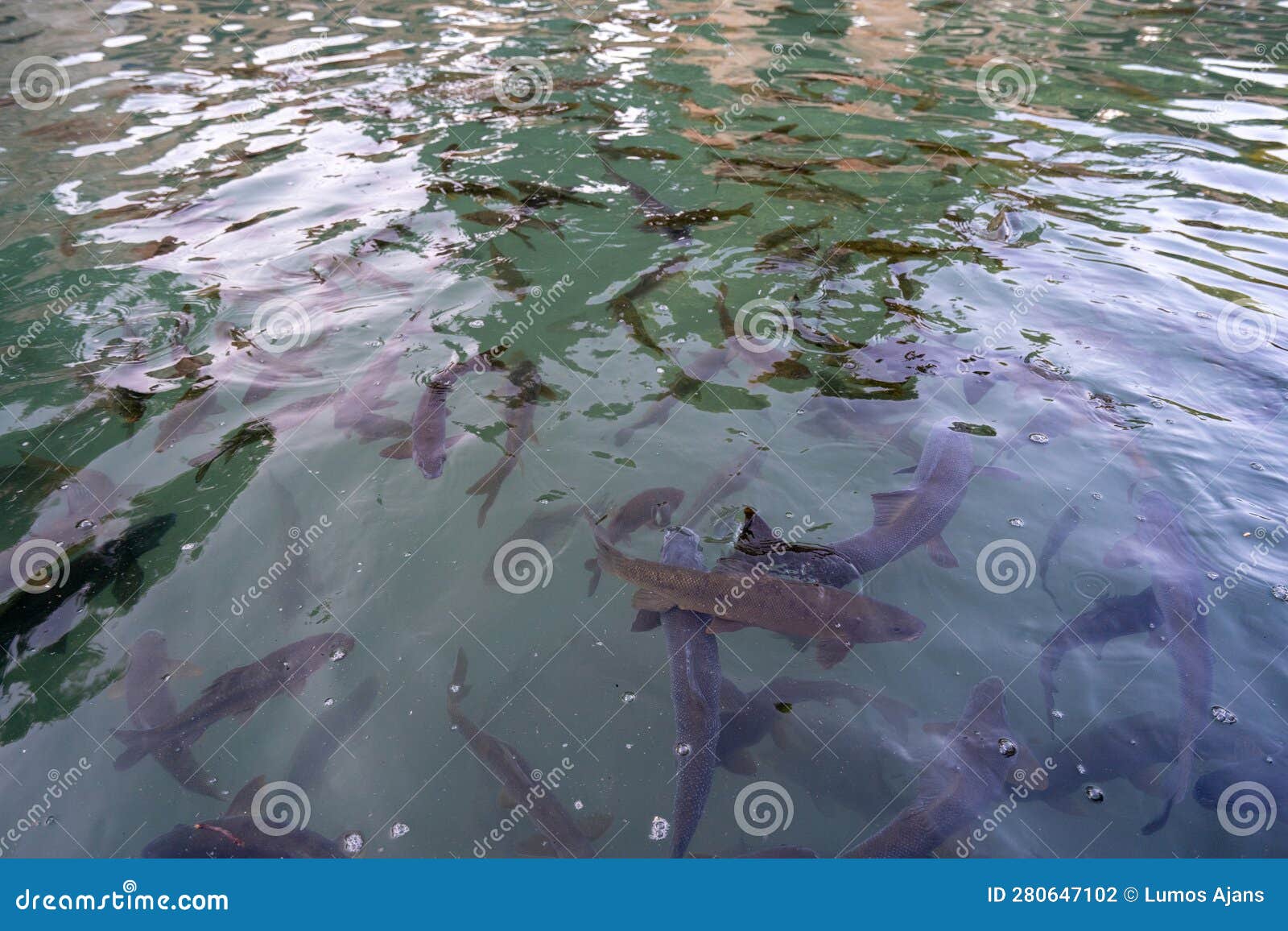 Carp Fish in Balikligol (Pool of Sacred Fish) Sanliurfa Stock Photo ...