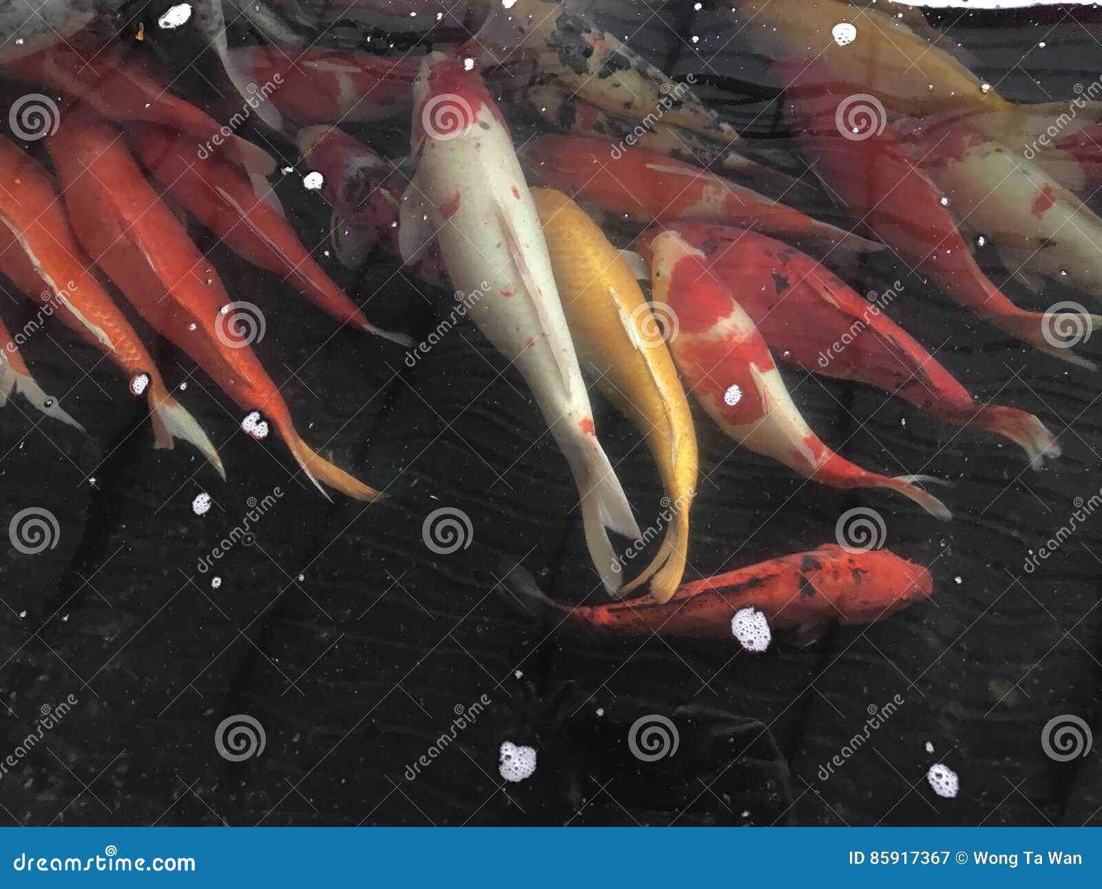 CARP stock image. Image of carp, fish, feed, beautiful - 85917367