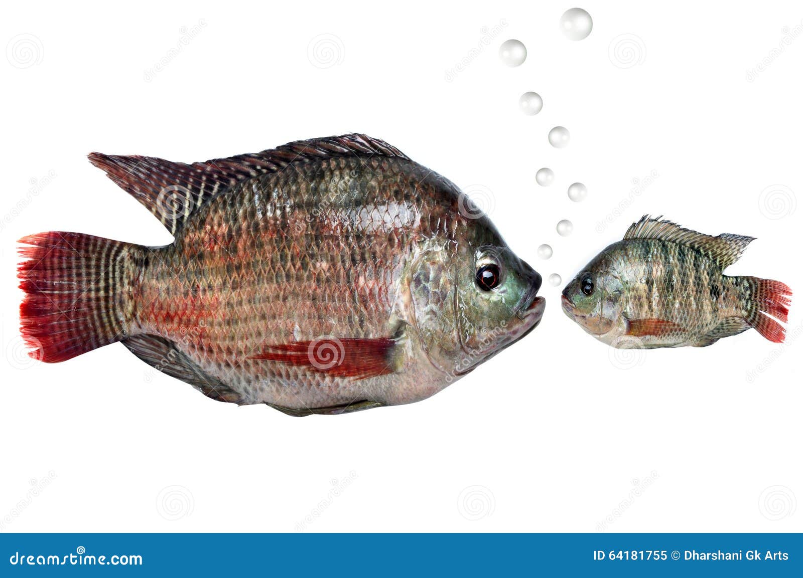 Carp fish big and small stock image. Image of love, seafood - 64181755
