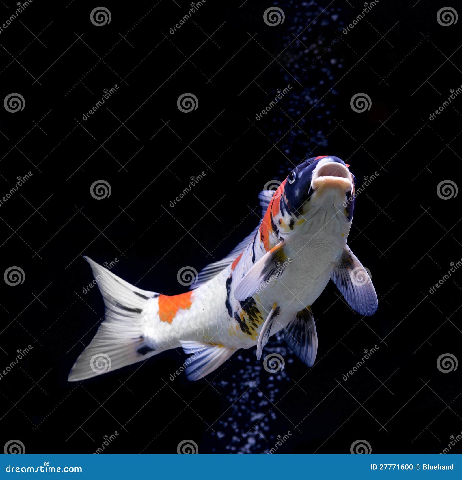 Red Carp Fish. Stock Photography | CartoonDealer.com #89942576